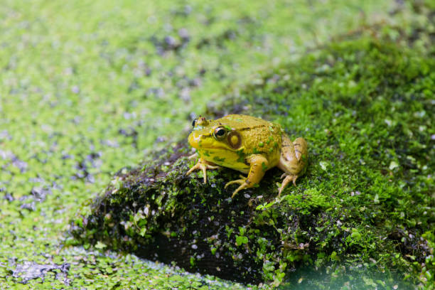 Free Stock Photo of Frog (Lithobates clamitans) | Download Free Images ...