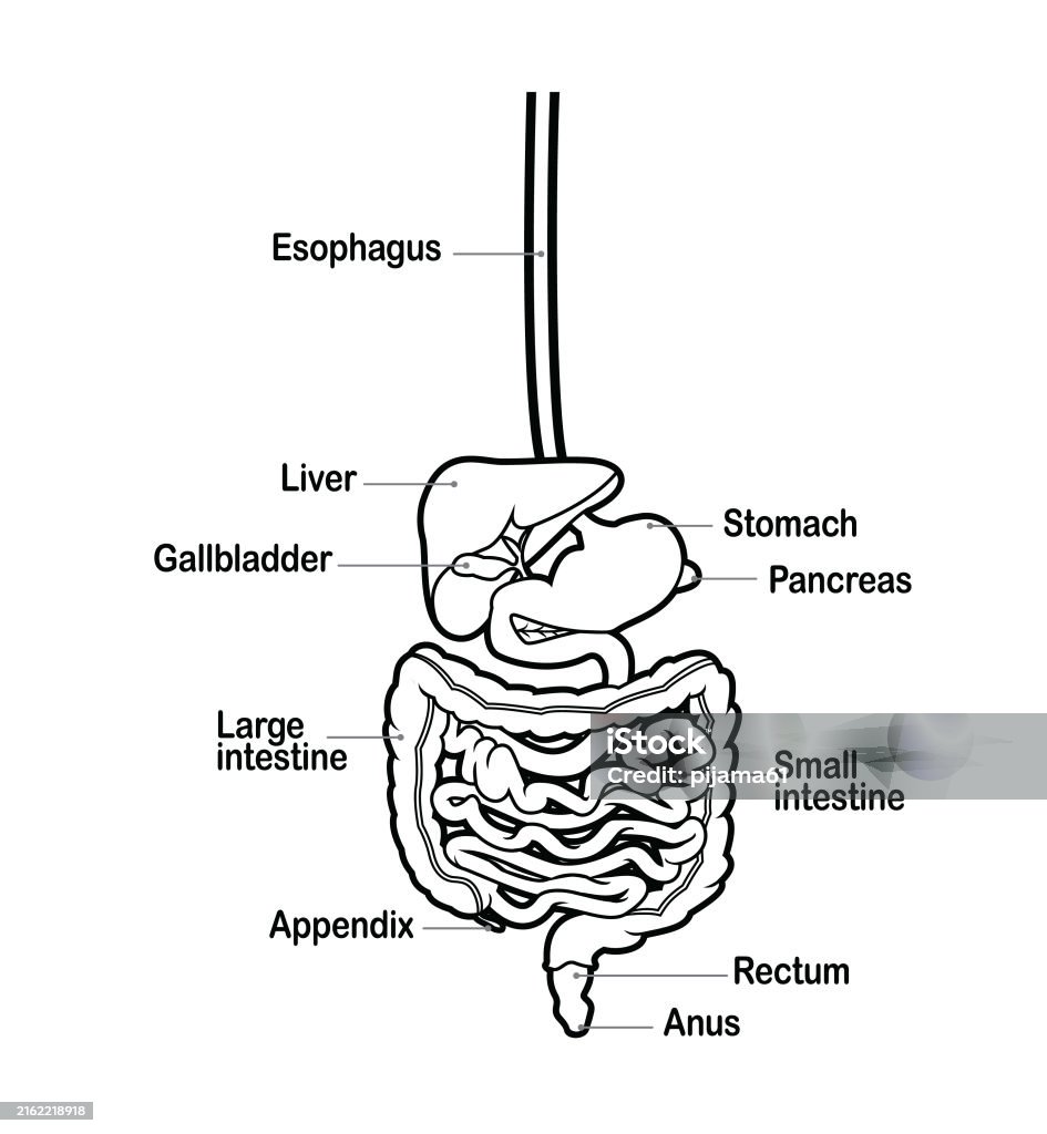 Human Digestive System Stock Illustration - Download Image Now ... Human Digestive System Stock Illustration - Download Image Now ...