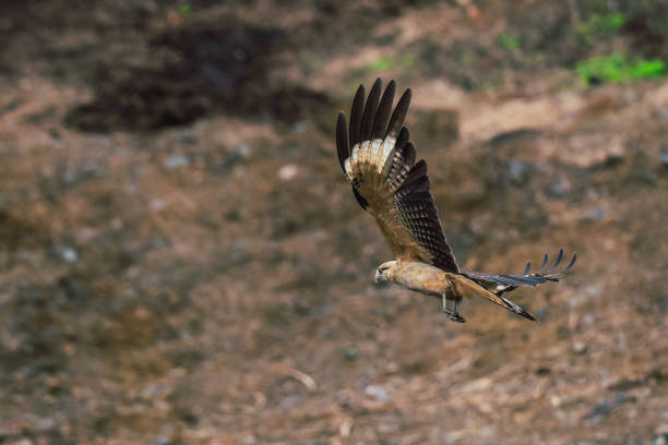 Free picture: Close-up of head of the yellow-headed caracara (Daptrius ...