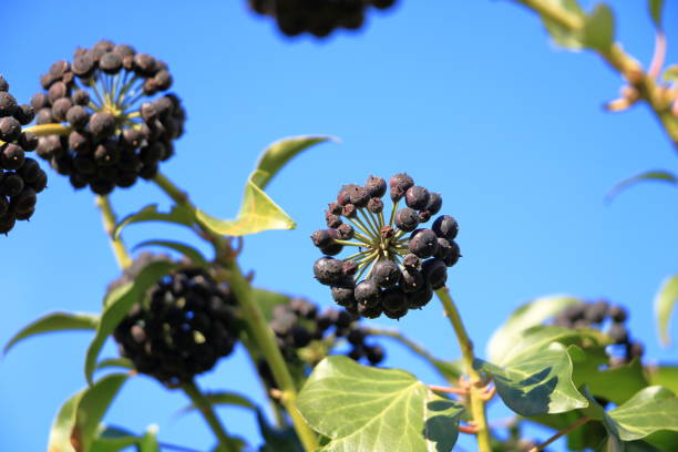 Free Stock Photo of English ivy berries | Download Free Images and Free ...
