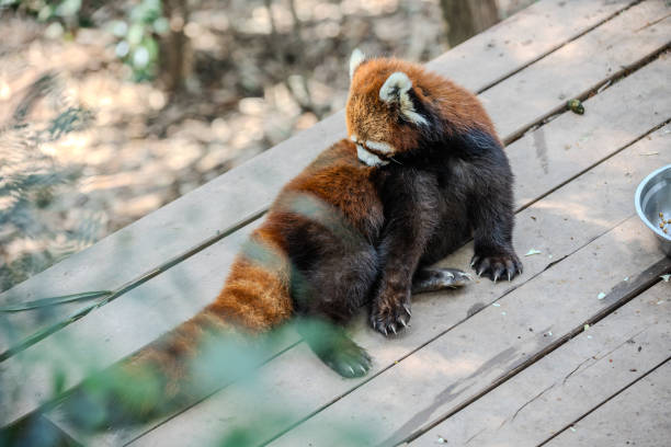 Free Stock Photo of Adorable red panda resting on log | Download Free ...