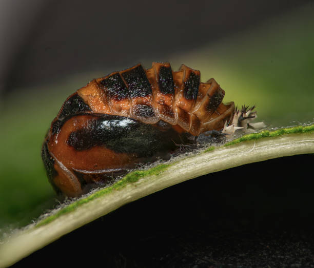 Ladybug Larva Close Up Insect - Free photo on Pixabay