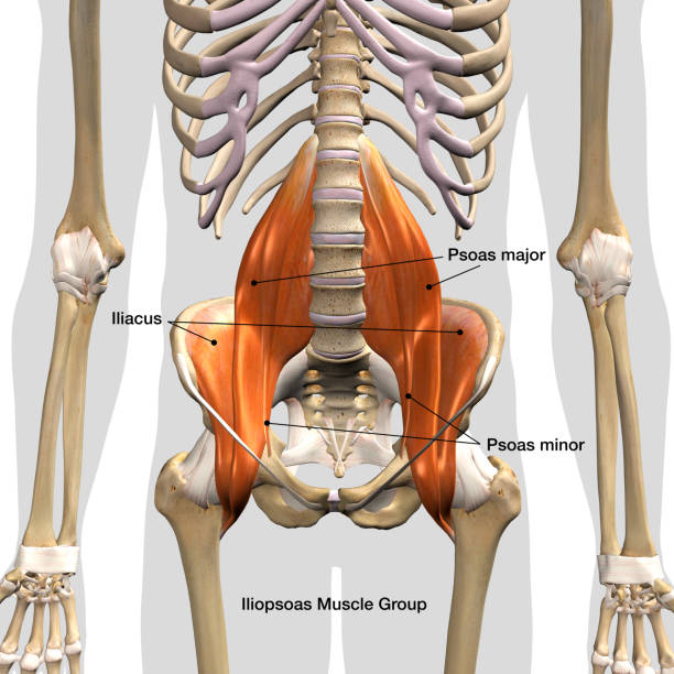 3d rendering male pelvis