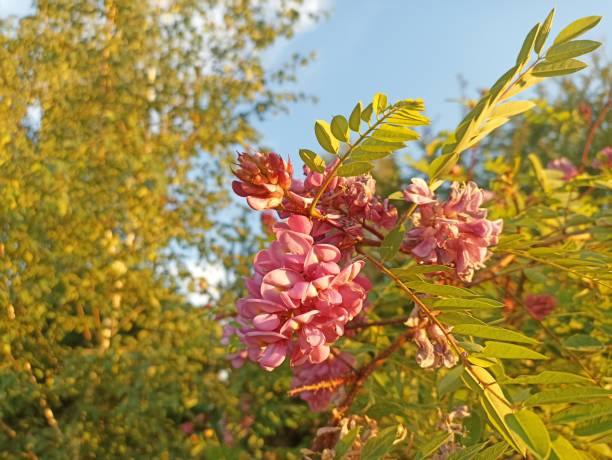 Free picture: beautiful, flowering, acacia, pinkish, flowers, purple ...