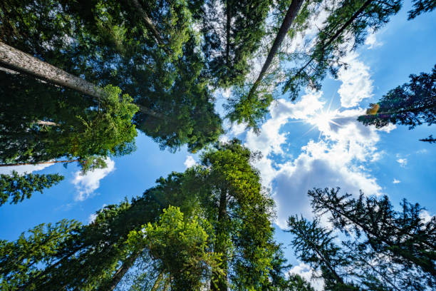 Free high resolution forest images stock photos. Download the best free ...