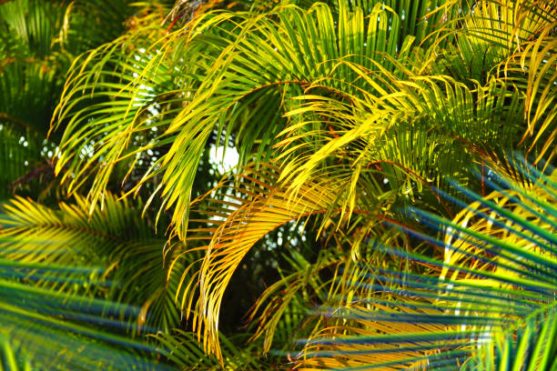 Free Stock Photo of Black and Yellow Palm Tree | Download Free Images ...