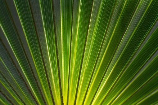 Close Up Straight Lines Texture Of Green Palm Leaves Stock Photo ... Close Up Straight Lines Texture Of Green Palm Leaves Stock Photo ...