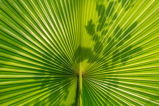 Close Up Straight Lines Texture Of Green Palm Leaves Stock Photo ... Close Up Straight Lines Texture Of Green Palm Leaves Stock Photo ...