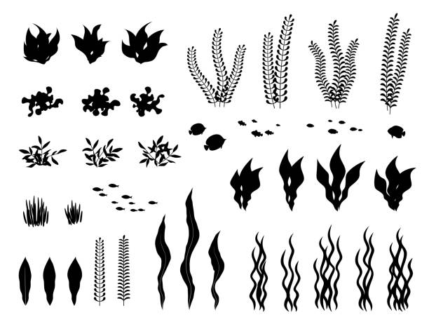 20 Black And White Sea Grass Stock Illustrations Royalty Free Vector Graphics And Clip Art Istock