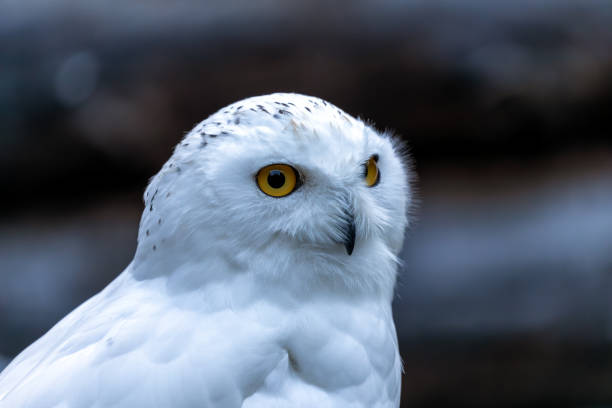 Free picture: Artistic illustration of arctic white owl perching on ...