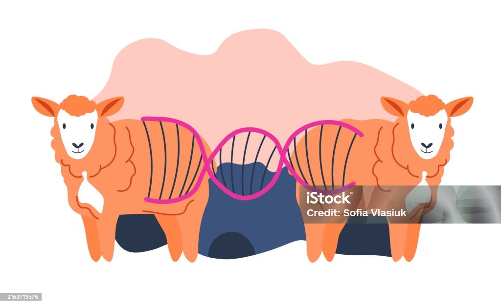 Cloning Of Animals Genetically Modified Sheep Stock Illustration ... Cloning Of Animals Genetically Modified Sheep Stock Illustration ...