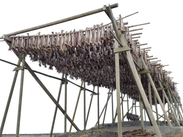 Free picture: sea lion skin, drying, rack