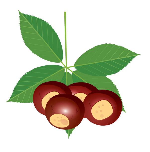 13,900+ Buckeye Tree Stock Photos, Pictures & Royalty-Free Images - iStock 13,900+ Buckeye Tree Stock Photos, Pictures & Royalty-Free Images - iStock
