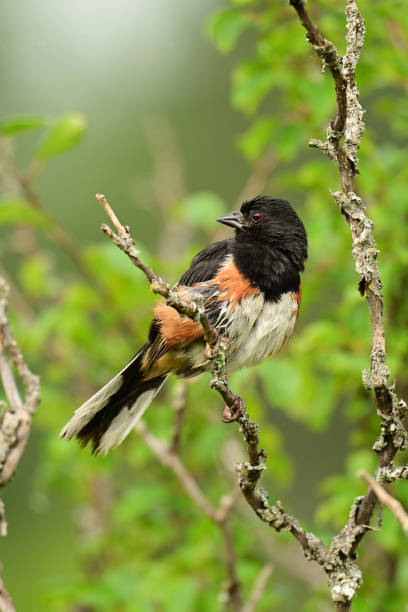 Bird Eastern Towhee - Free photo on Pixabay