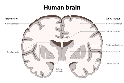 Human Brain Vector Anatomy Of The Cerebral Cortex White Matter And Gray ... Human Brain Vector Anatomy Of The Cerebral Cortex White Matter And Gray ...