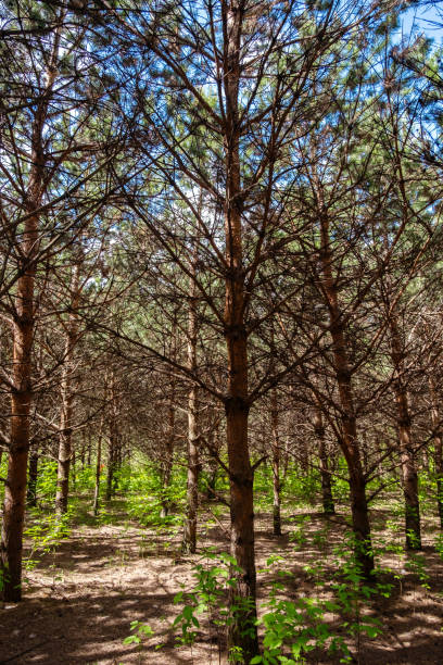 Free Stock Photo of Row of Trees Aligned Next to Each Other | Download ...