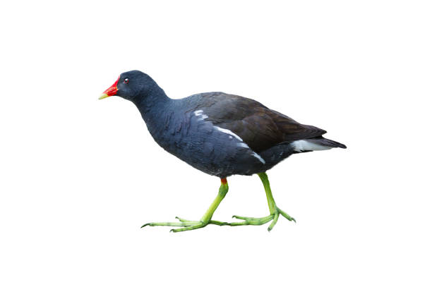 Moorhen Water Chicken Bird - Free photo on Pixabay
