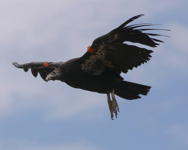 Free picture: california, condor, tag