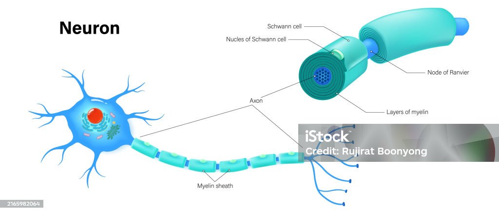 Neuron And Components Of The Myelin Sheath Anatomy Vector Cell Body