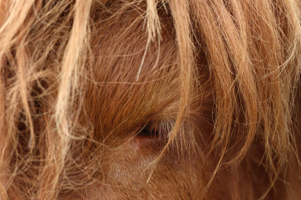 Free Stock Photo of Close Up of a Brown Cows Eye | Download Free Images ...