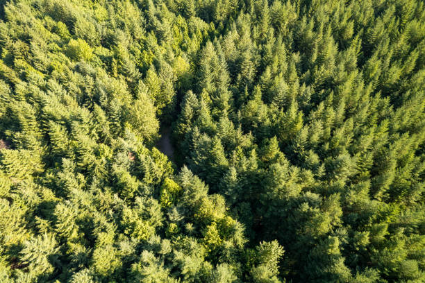 Free Stock Photo of Aerial view of thick evergreen forest with dense ...