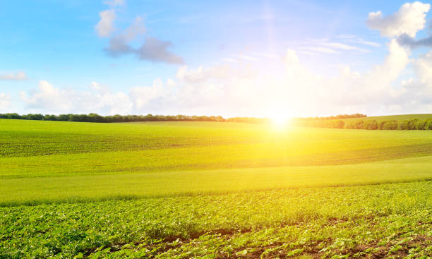 Free Stock Photo of Sun Shining Over Field of Crops | Download Free ...
