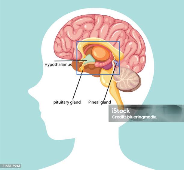 Detailed Diagram Of Brain Glands And Structures Stock Illustration ... Detailed Diagram Of Brain Glands And Structures Stock Illustration ...