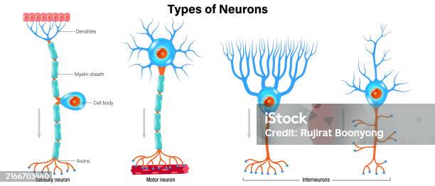 Jenis Vektor Neuron Neuron Sensorik Neuron Motorik Dan Struktur ... Jenis Vektor Neuron Neuron Sensorik Neuron Motorik Dan Struktur ...
