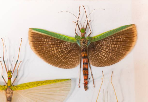 Free picture: A creature that disguise as a branchlet, an insect known ...