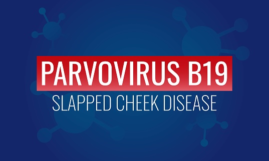 Parvovirus B19 Virus Background Slapped Cheek Disease Infection Vector