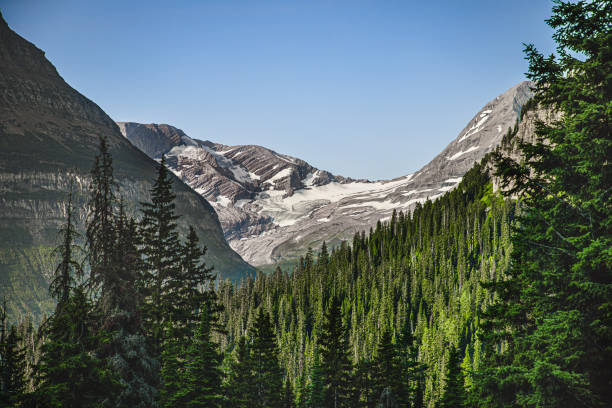 Free picture: mountain peak, distance, glacier, pine, trees, forest ...