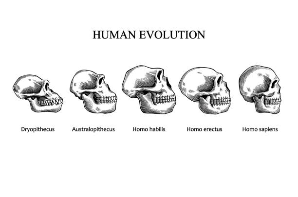 1,700+ Human Evolution Skull Stock Photos, Pictures & Royalty-Free ... 1,700+ Human Evolution Skull Stock Photos, Pictures & Royalty-Free ...