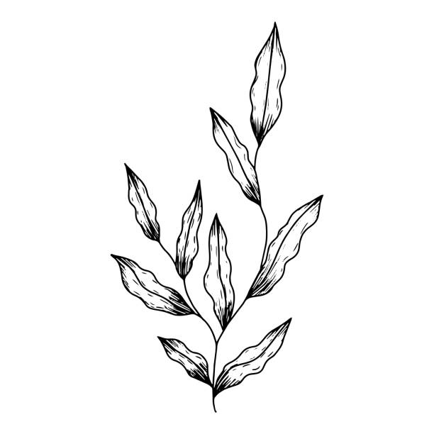 20 Black And White Sea Grass Stock Illustrations Royalty Free Vector Graphics And Clip Art Istock