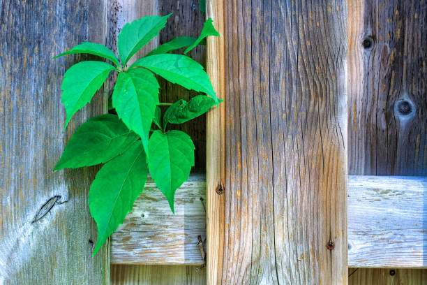 Free Stock Photo of Plant Growing Out of Wooden Fence | Download Free ...