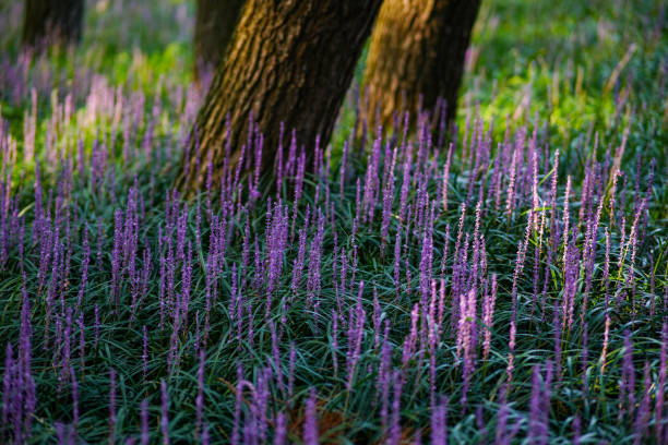 Delicate Wildflowers Growing in a Dense Thicket | Free Stock Image ...