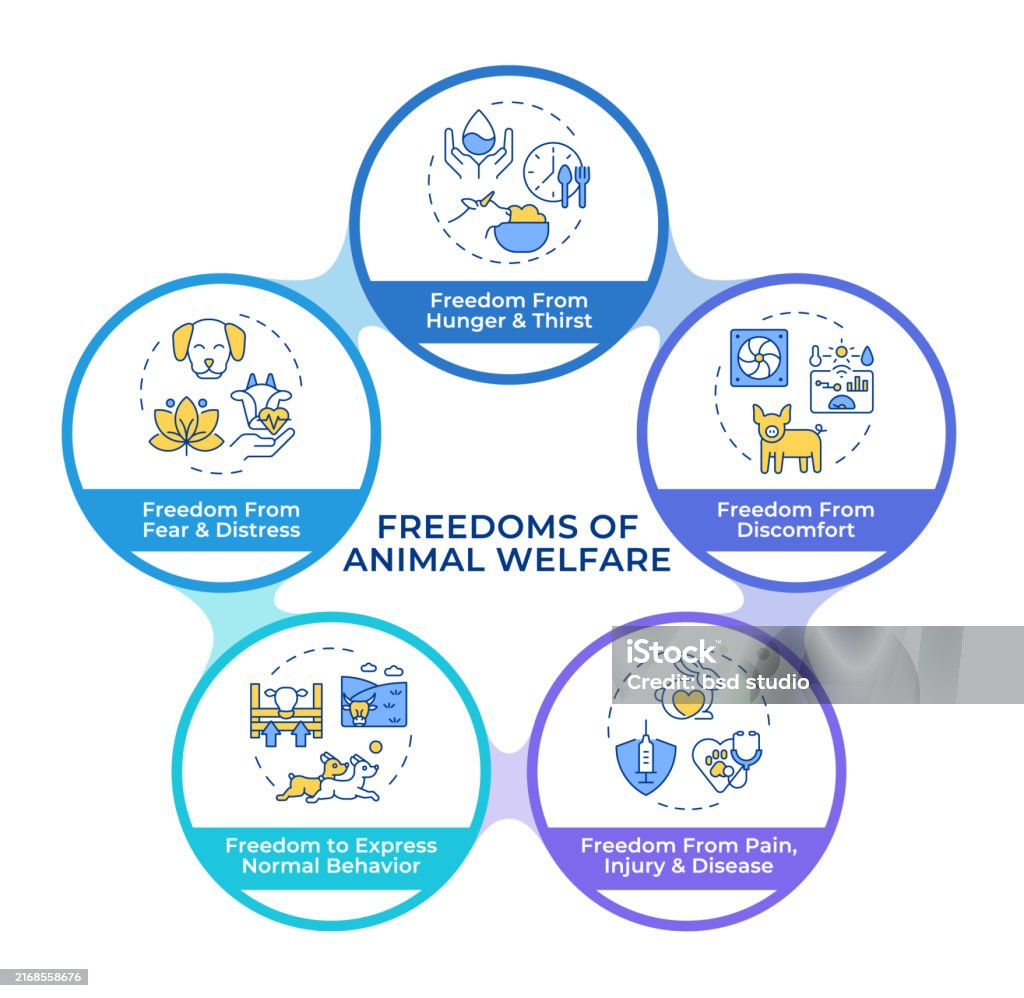 Five Freedoms Of Animals Infographic Circles Flowchart Stock ... Five Freedoms Of Animals Infographic Circles Flowchart Stock ...