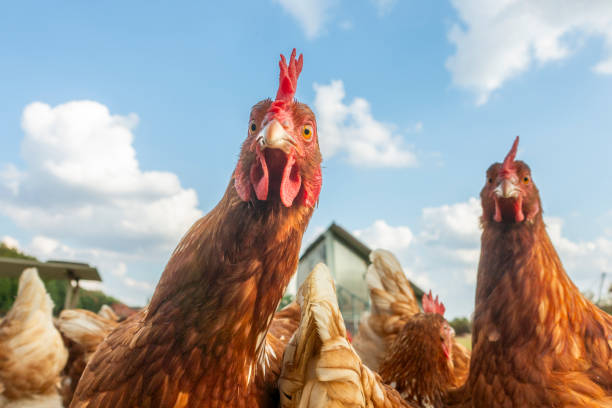 8,000+ Best Chicken Pictures for Free [HD] - Pixabay