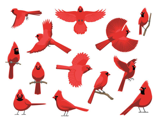 Explore 179+ Free Cardinal Illustrations: Download Now - Pixabay