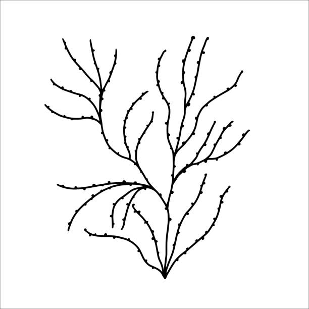 20 Black And White Sea Grass Stock Illustrations Royalty Free Vector Graphics And Clip Art Istock
