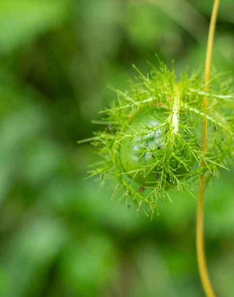 Fruit Capsule Virgin In The Green - Free photo on Pixabay