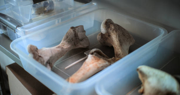 Free picture: bison, bone, size, comparison, domestic cattle, bone