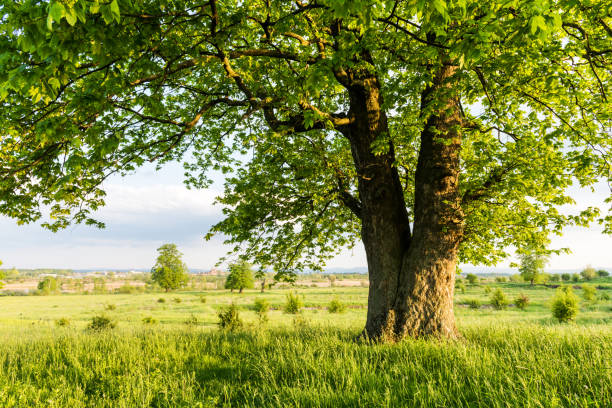 Free picture: A large tree in the middle of a green meadow behind which ...