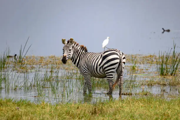 Bilder zum Thema Zebra Und Vogel | Kostenlose Bilder auf Unsplash ... Bilder zum Thema Zebra Und Vogel | Kostenlose Bilder auf Unsplash ...