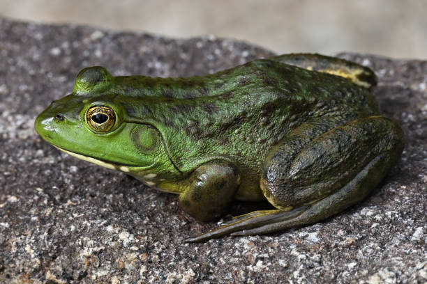 Free Stock Photo of Bullfrog in the pond | Download Free Images and ...