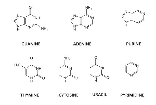 Nitrogenous bases Clipart Vector PNG , SVG, EPS, PSD, AI