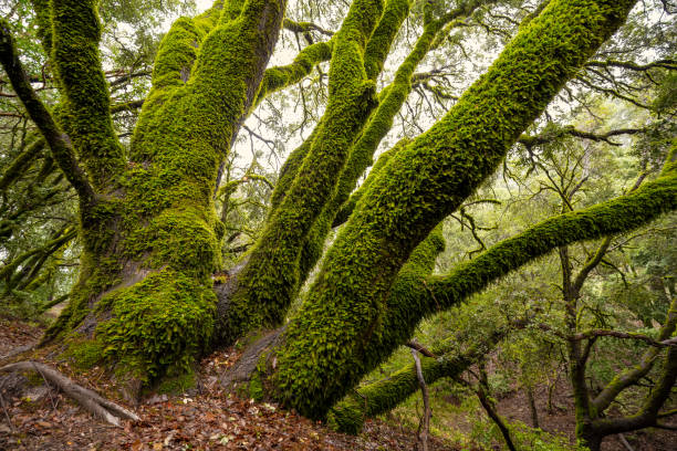 Free picture: mossy, tree, trunk