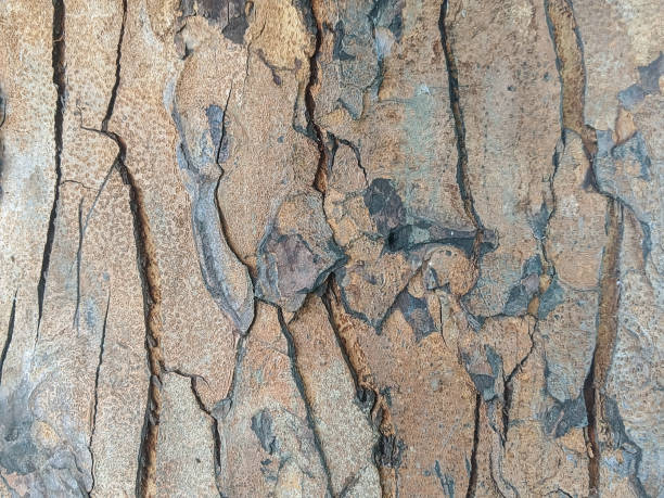Free picture: nature, texture, tree, birch, bark, wood, old, pattern