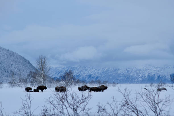 Free Stock Photo of Bison Grazing in Snowy Field With Trees | Download ...