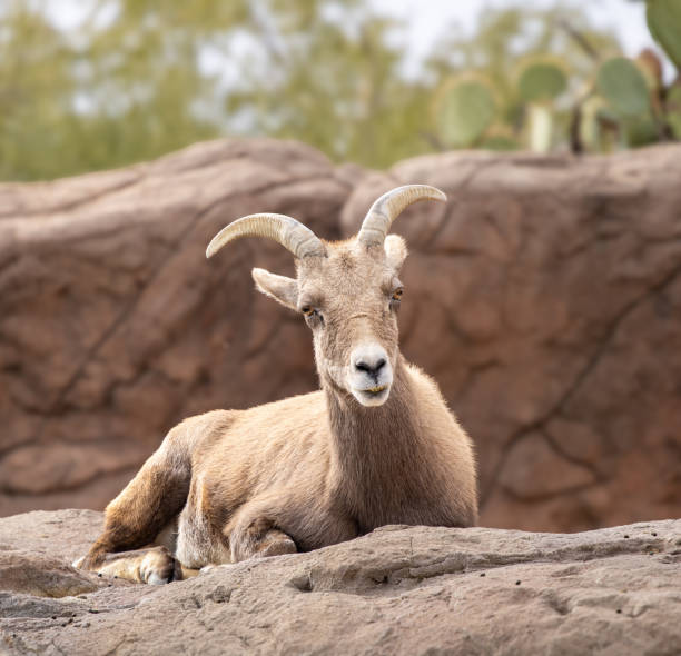 Free picture: rocky, mountain, bighorn, sheep, male, buck, animal