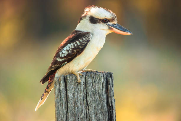 Laughing Kookaburra Bird - Free photo on Pixabay